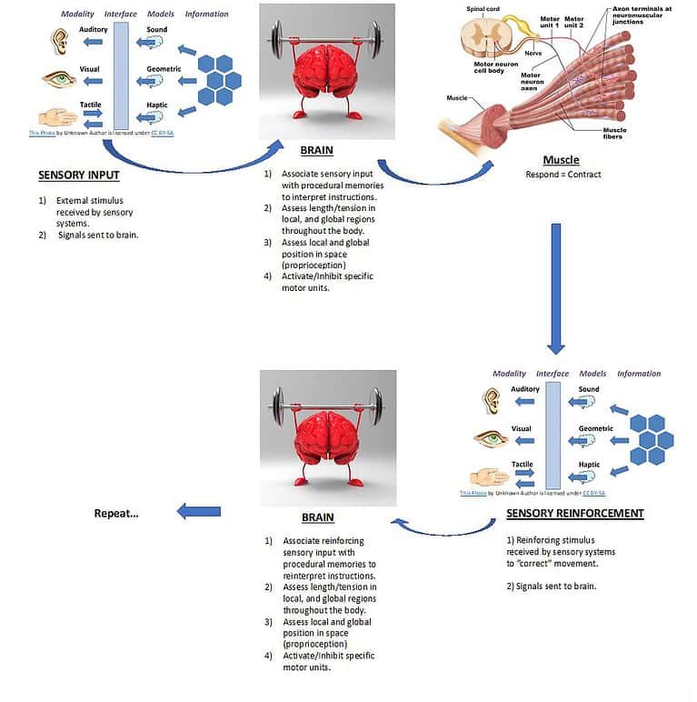 Muscles, Brain, and Exercise - Extreme Studio Performance